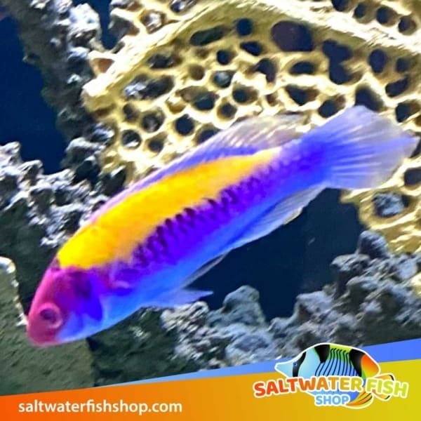 Orange back fairy wrasse for sale orange backed fairy wrasse sale
