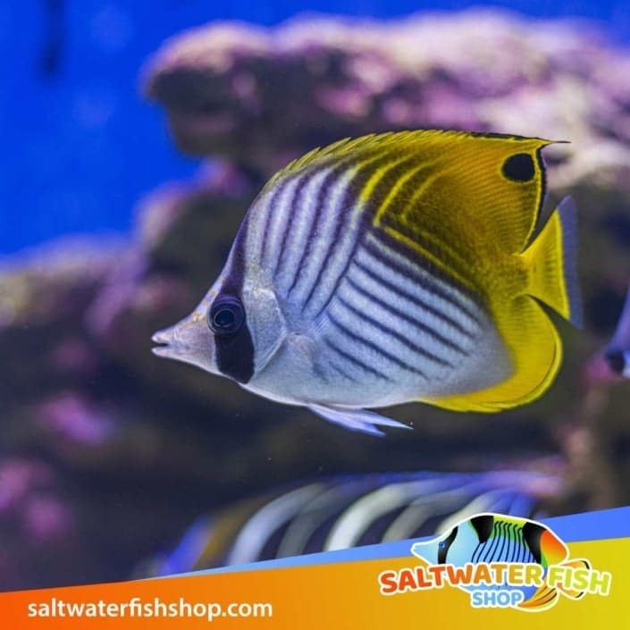 Butterflyfish for sale | Buy Saltwater butterfly fish for sale online ...