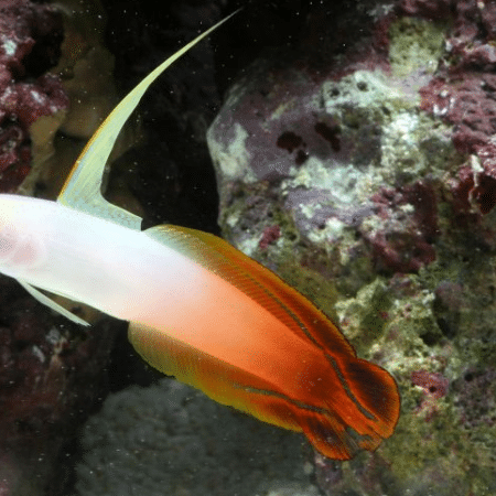 Firefish goby for sale | buy fire fish for sale online saltwater fish