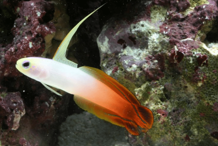 Firefish goby for sale | marine dartfish for sale online | Fire Fish gobies