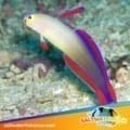 Firefish goby for sale | marine dartfish for sale online | Fire Fish gobies