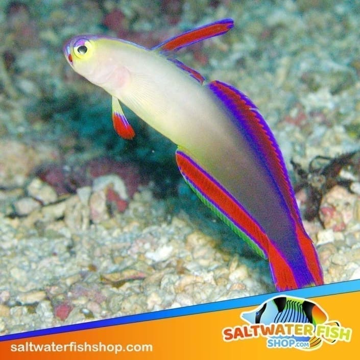 Firefish goby for sale | marine dartfish for sale online | Fire Fish gobies