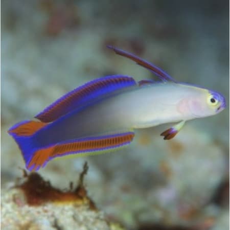 Purple Firefish goby for sale | buy fire fish for sale online saltwater