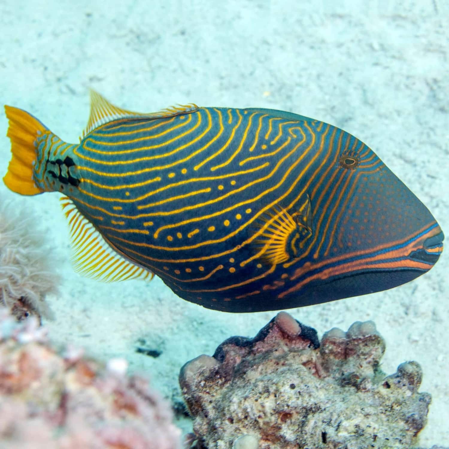 Undulate Triggerfish for sale Undulated trigger for sale orange