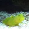 Goby for sale online | yellow watchman | mandarin goby | clown | sleeper
