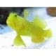 Goby for sale online | yellow watchman | mandarin goby | clown | sleeper