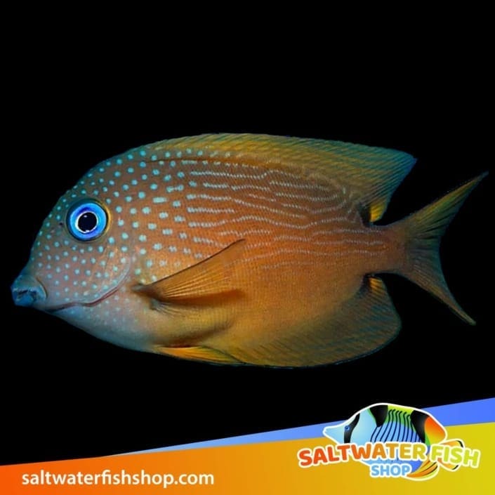 Types of Tangs Types of Surgeonfish Types of Tangs for sale