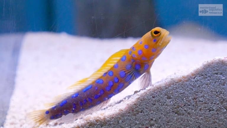 Blue Spotted Jawfish for sale | blue spot jaw fish for sale online