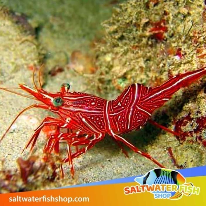 Camel Shrimp for sale online | Marine camel Shrimp near me