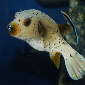 Dogface puffer for sale | saltwater dogface pufferfish for sale online