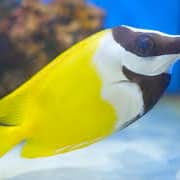 Fox Face Fish for sale | Foxface Rabbitfish for sale online at best prices.