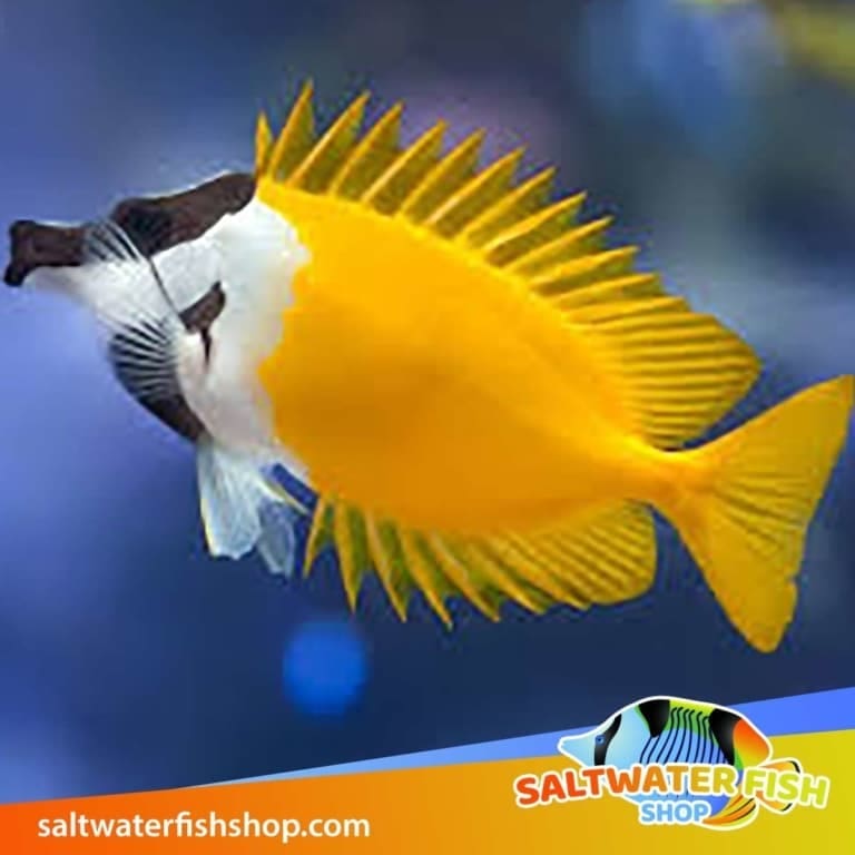 Magnificent FoxFace Fish for sale | Magnificent Foxface Rabbitfish for sale