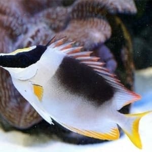 Magnificent FoxFace Fish for sale | Magnificent Foxface Rabbitfish for sale