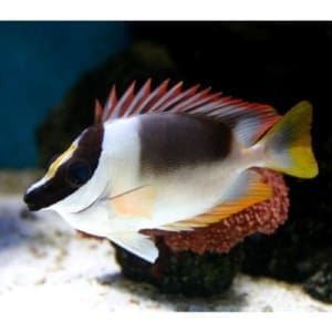 Magnificent FoxFace Fish for sale | Magnificent Foxface Rabbitfish for sale