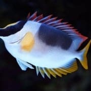 Magnificent FoxFace Fish for sale | Magnificent Foxface Rabbitfish for sale