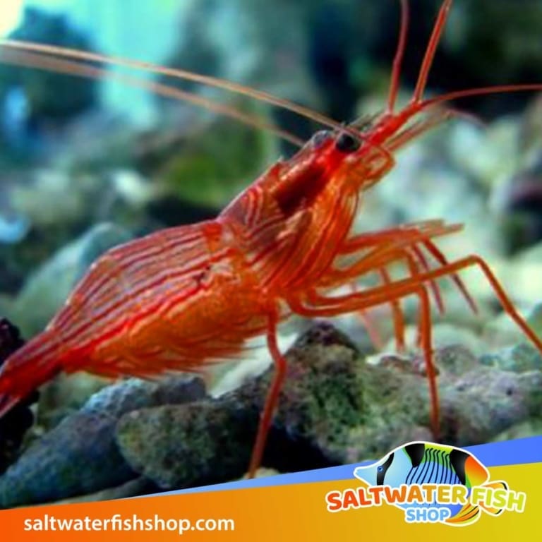 Peppermint Shrimp for sale online | Peppermint Shrimp near me