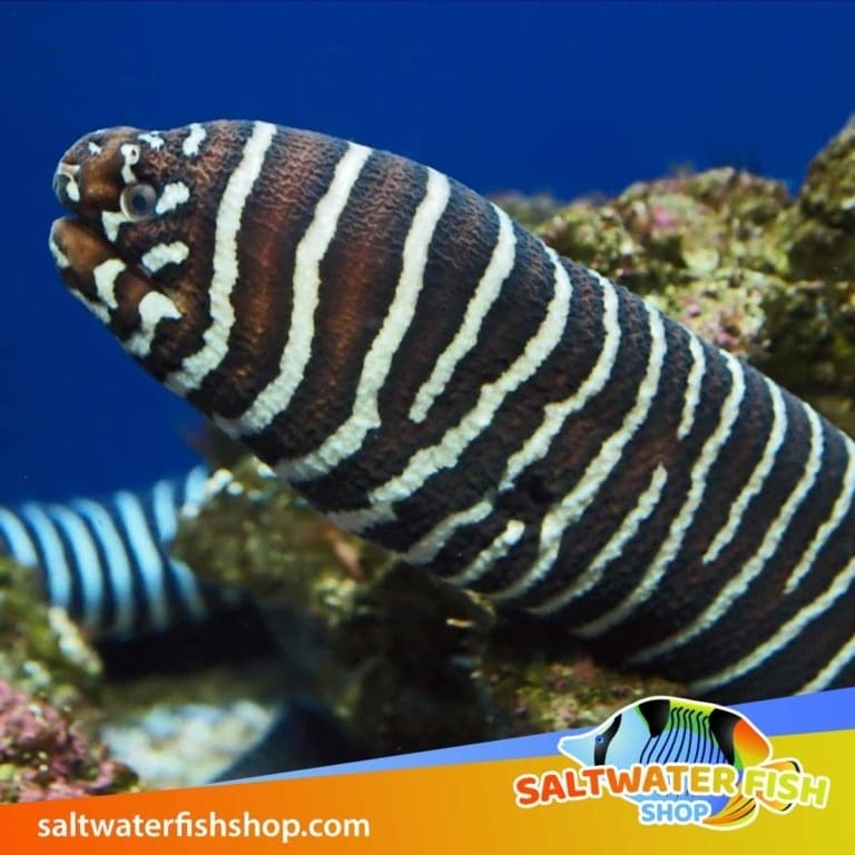 Zebra Moray eel for sale online | Zebra banded Moray eel for sale