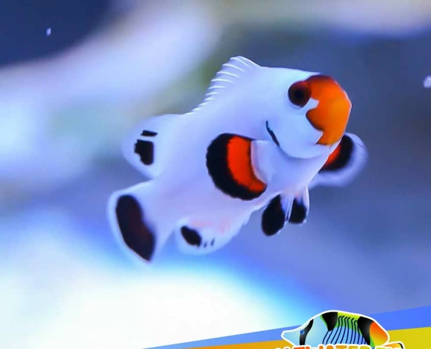 Clownfish pictures and photos - Blue Tang, Clownfish, and Angelfish For ...