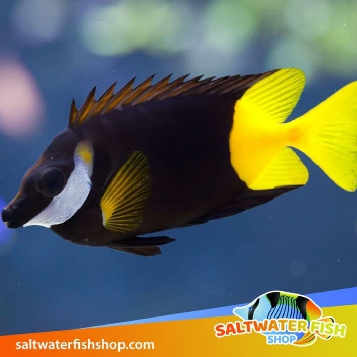Fox Face Fish for sale | Foxface Rabbitfish for sale online at best prices.