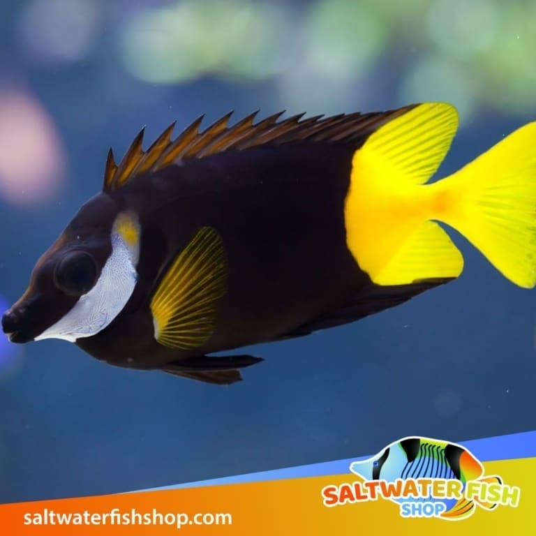 Fiji FoxFace Fish for sale | Bicolor Foxface Rabbitfish for sale