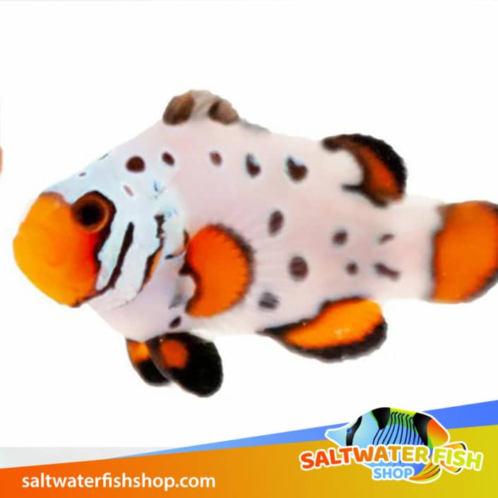 Frostbite clownfish for sale | baby ocellaris clown fish for sale