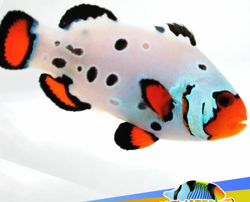 Clownfish pictures and photos - Blue Tang, Clownfish, and Angelfish For ...