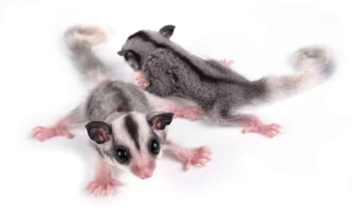 Sugar Glider Size How Big Are Sugar Gliders Sugar Glider Length