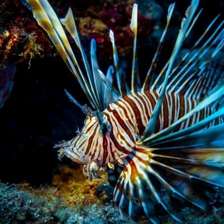 Lionfish Size | How Big do Lionfish Get