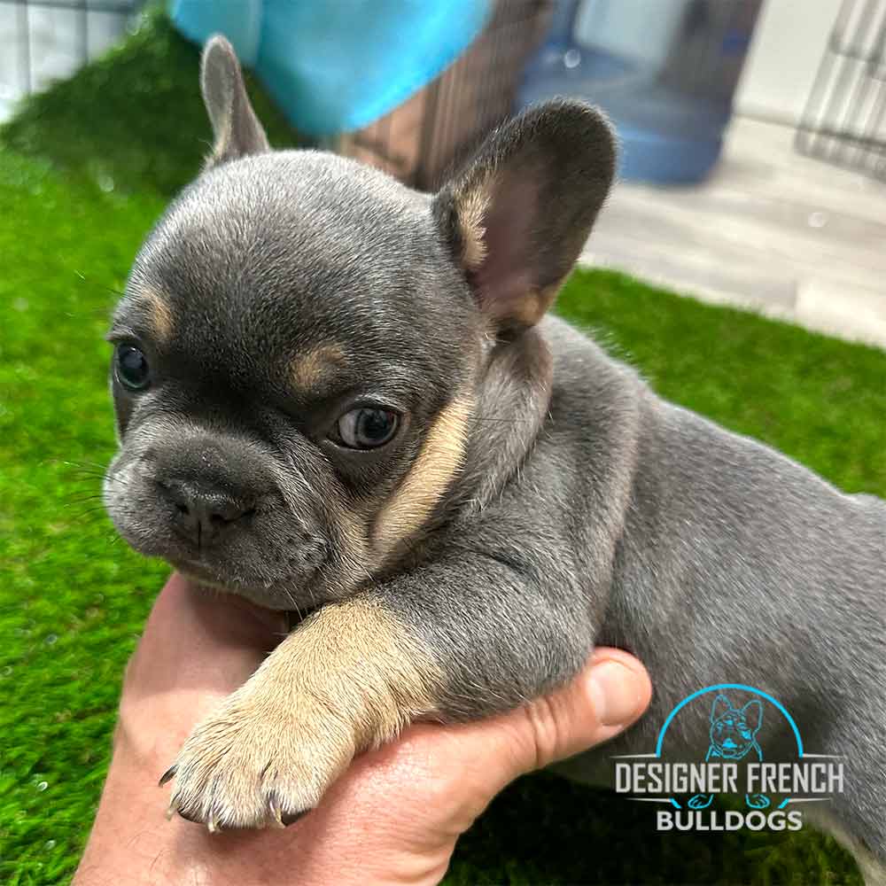 French Bulldog Puppies for sale - Blue Tang, Clownfish, and Angelfish ...