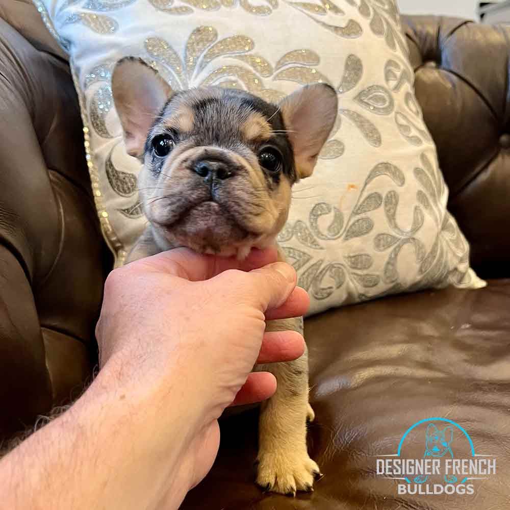 Frenchies for sale | French bulldog puppies for sale | Prices Cost