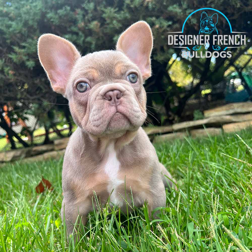 Frenchies for sale | French bulldog puppies for sale | Prices Cost