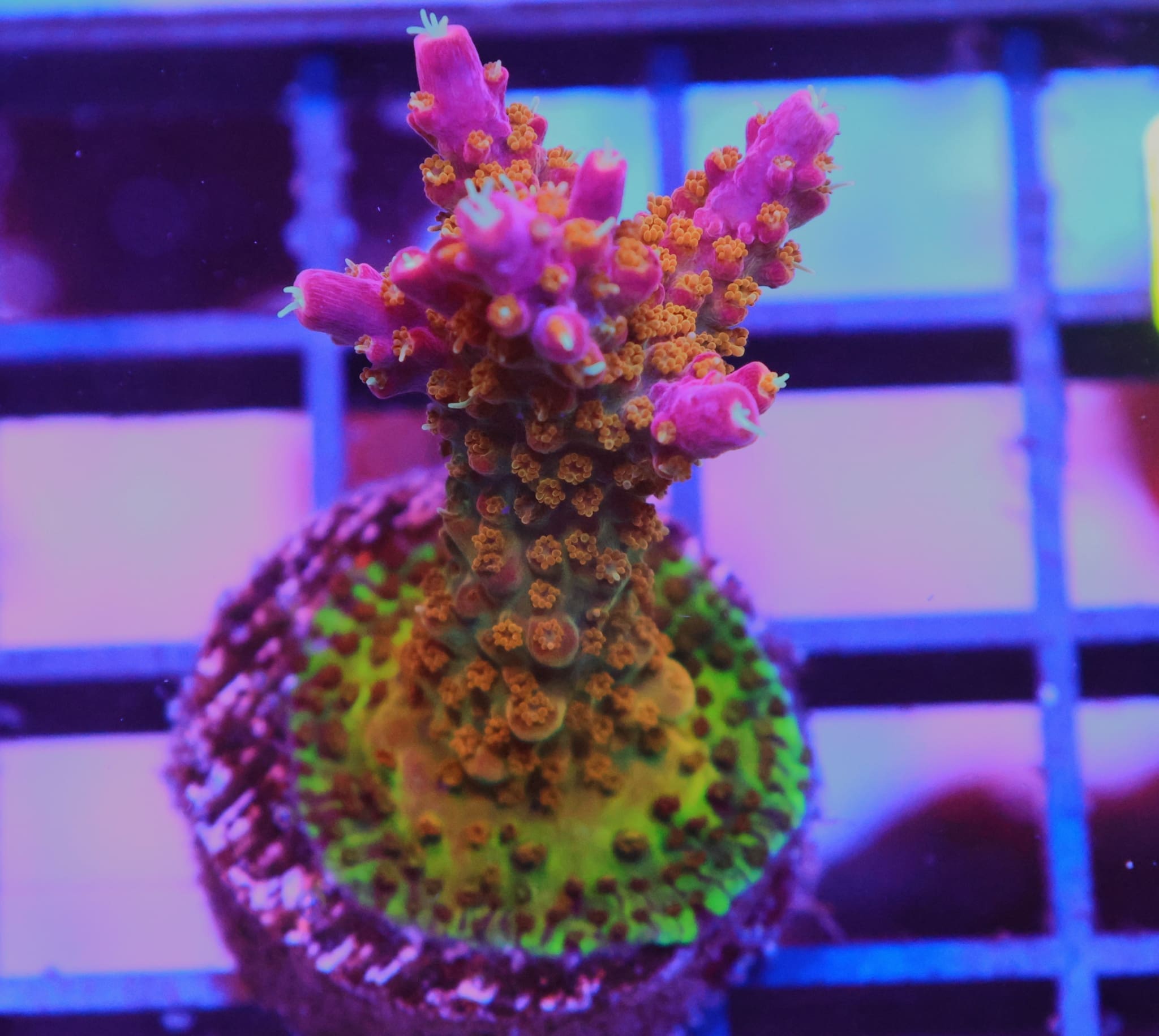 Crunch Berry Acropora for sale Cultured - Acropora tortuosa